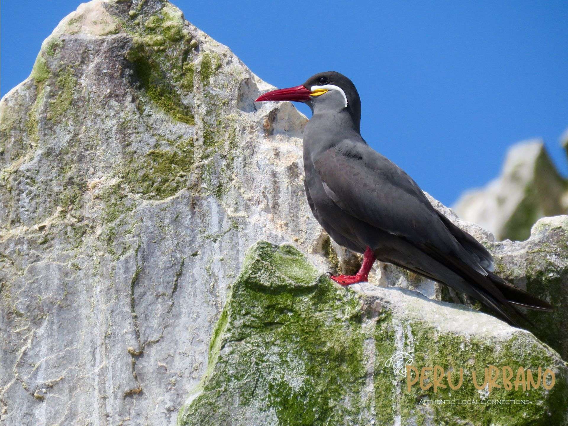 Birding Expeditions Lima: Villa Wetlands and Pucusana Island | Peru Urbano